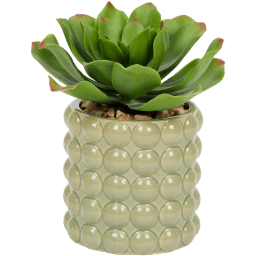 The Hamptons Collections HOME Sukkulente im Topf | Action CH